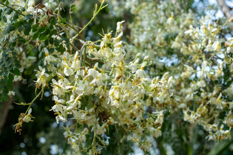 Moringa Oleifera Flowers | Exporter | Passaro International | TamilCrew ...